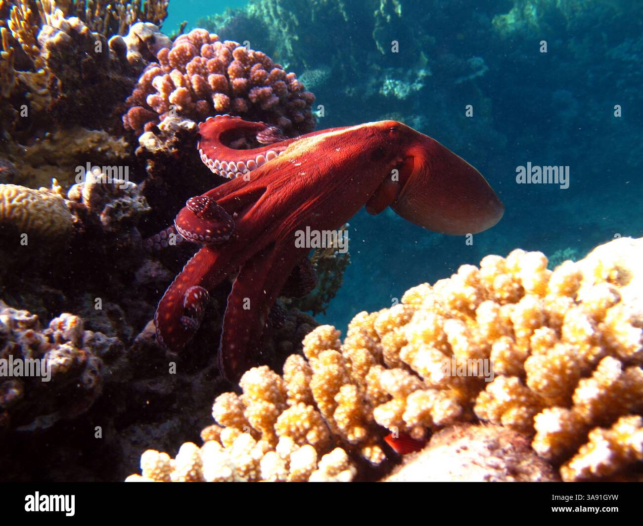 Big Blue Octopus (Octopus cyanea) Octopus. Big Blue Octopus on the Red ...