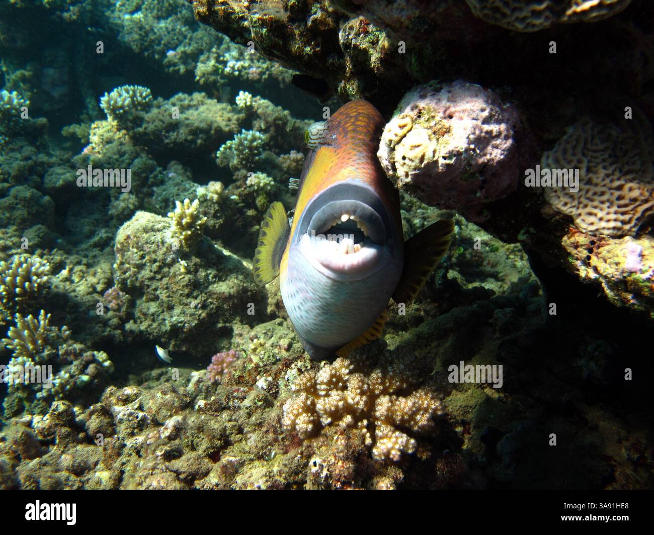 Titan Triggerfish on a tropical coral reef.The titan triggerfish, giant ...