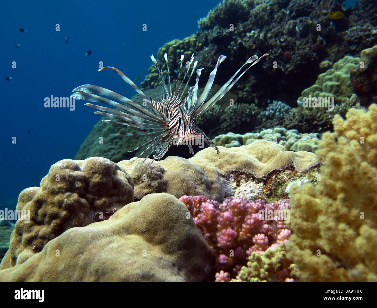 Lion Fish in the Red Sea. Lion Fish in the Red Sea in clear blue water ...
