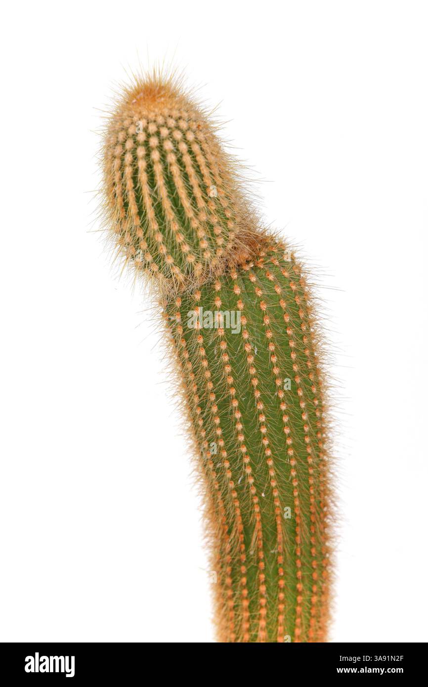 A cactus with a long stem and spines. The cactus is green and brown ...