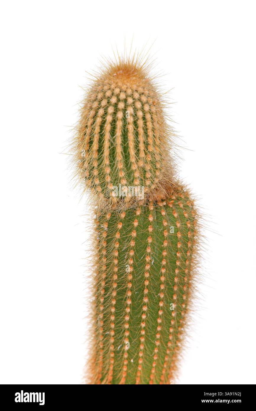 A cactus with a long stem and spines. The cactus is green and brown ...