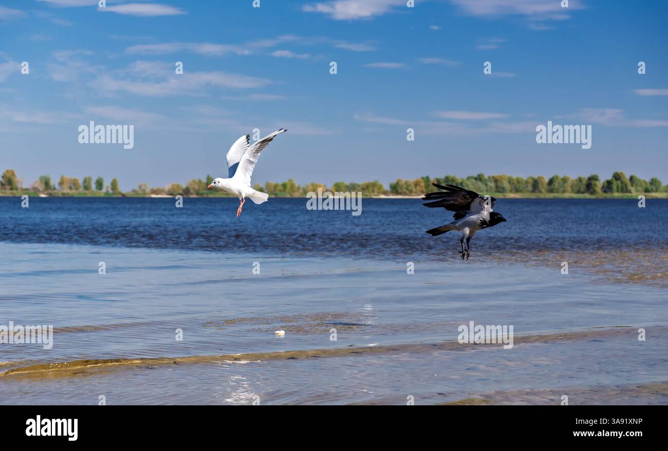 Contrast in Nature, Two Birds in Flight: White Seagull and Black Crow ...