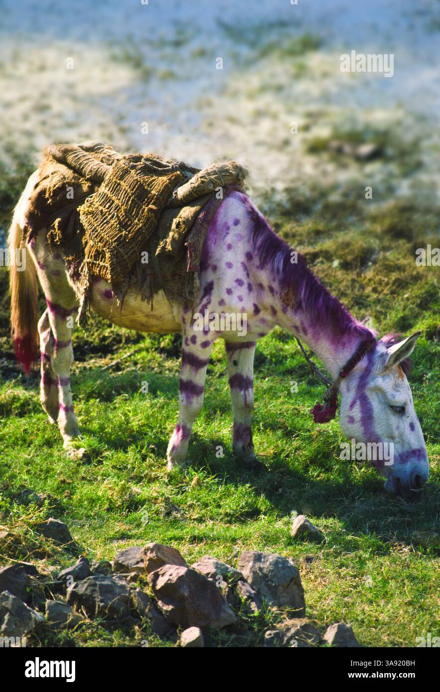 painted donkey in Jaipur, Rajasthan, India Stock Photo - Alamy