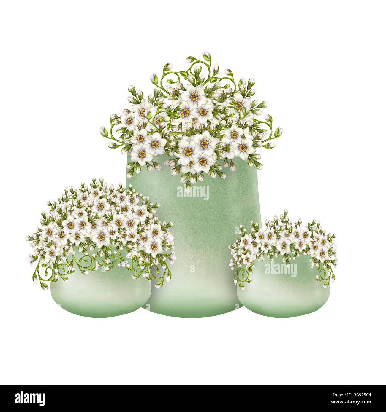White flowers primroses in green ceramic pots. Watercolor illustration ...