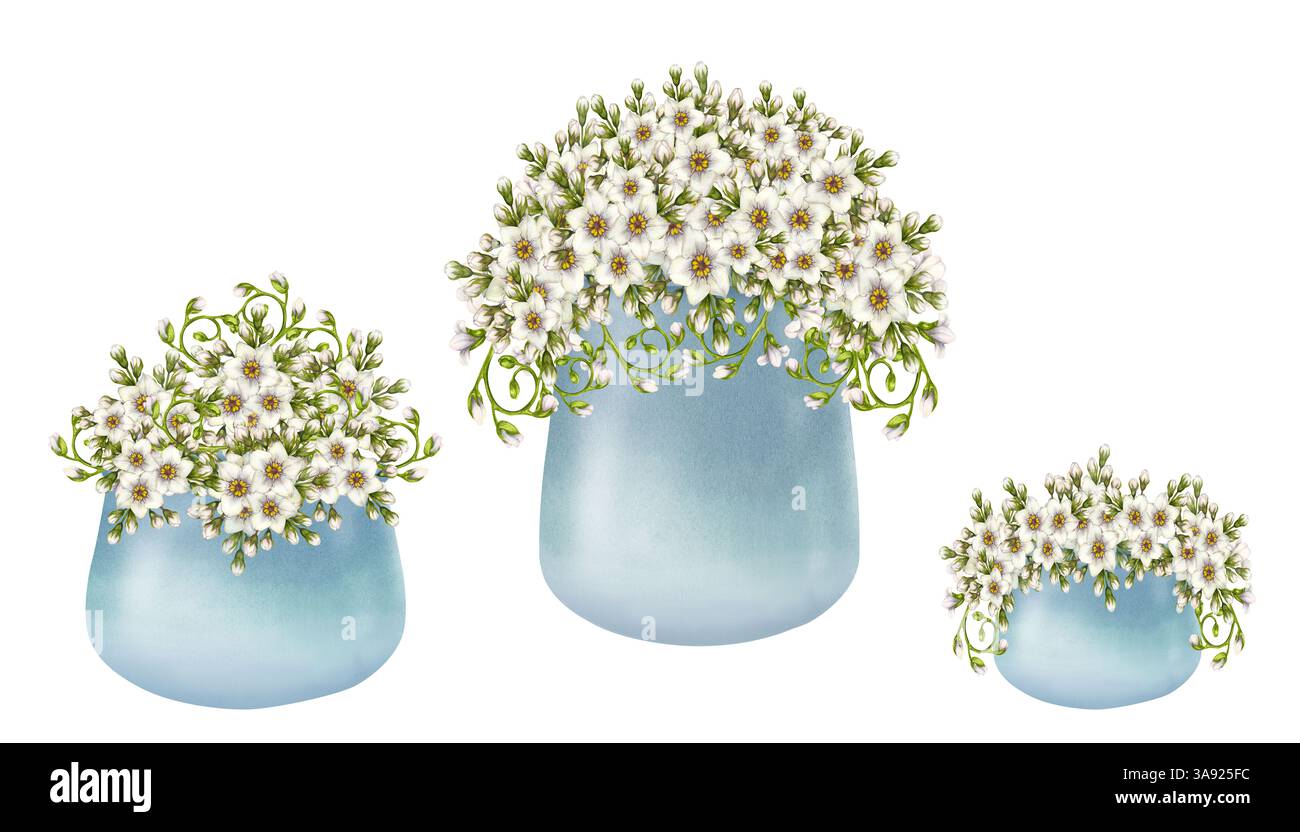 White flowers primroses in blue ceramic pots. Watercolor illustration ...