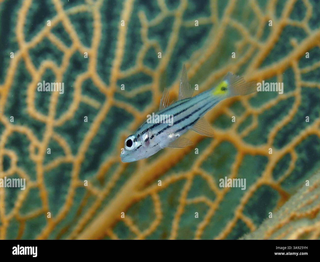 A striped fish, five-line cardinalfish (Cheilodipterus quinquelineatus ...