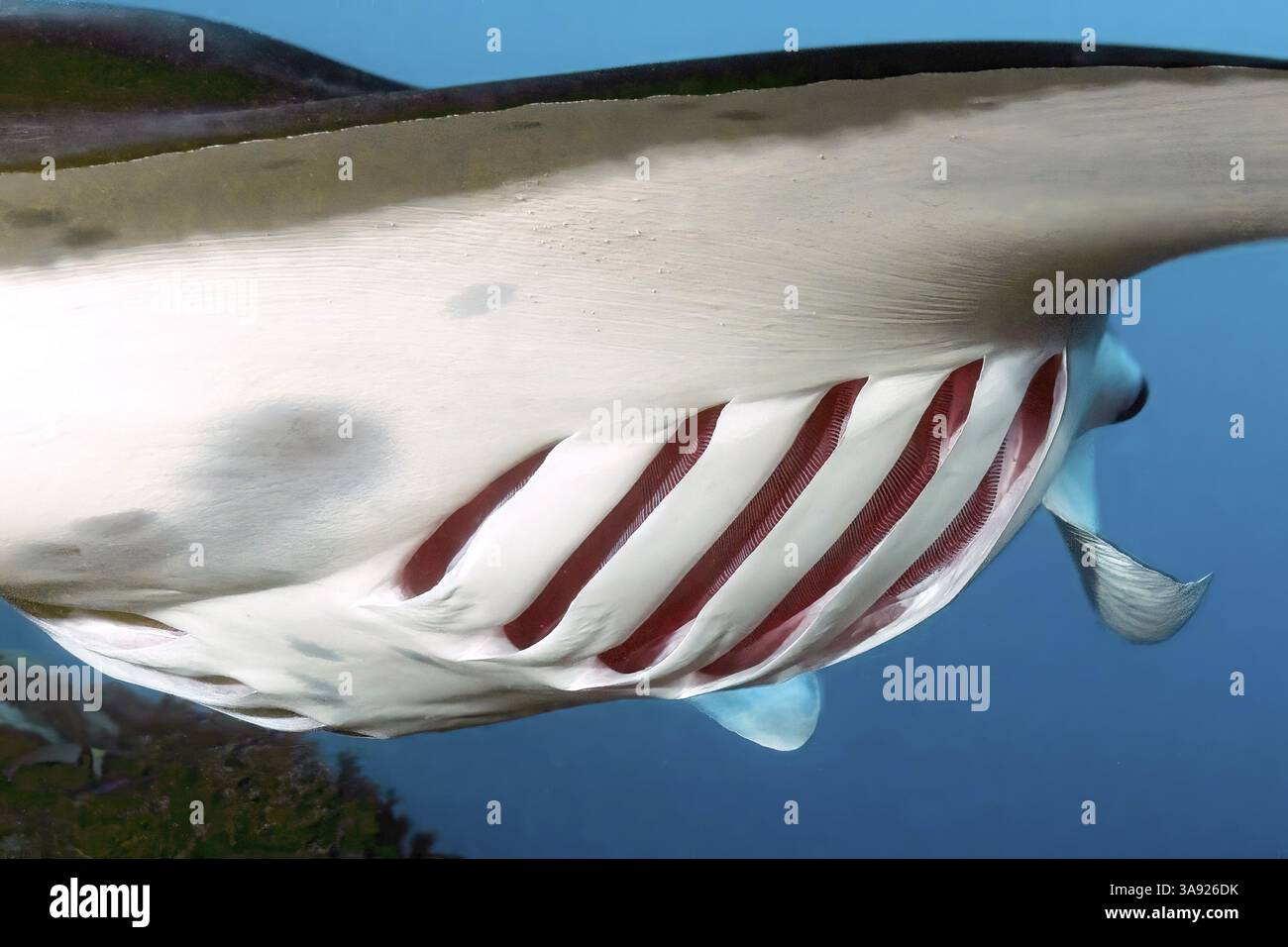 Close-up details of open gill slits with red gills respiratory organs ...