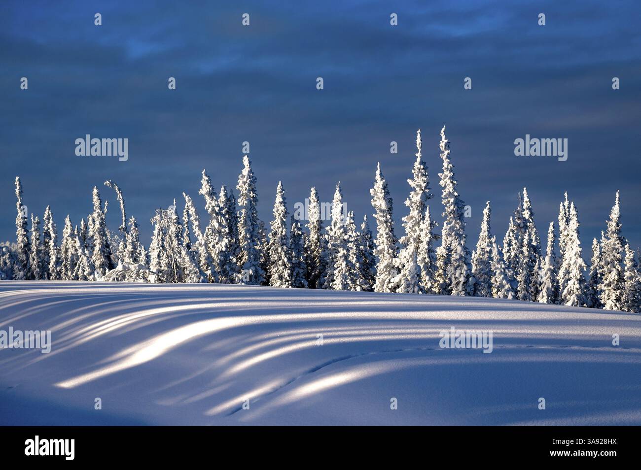 Snow-covered conifers under a clear blue sky with long shadows, Yukon ...