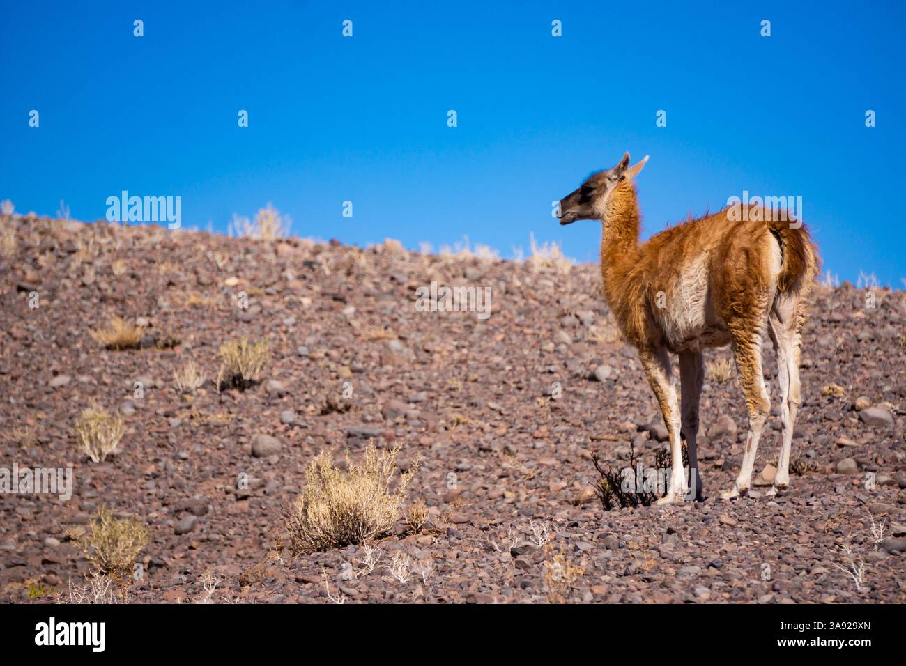 Majestic Guanaco in the Atacama Desert Chile Surrounded by Barren Land ...
