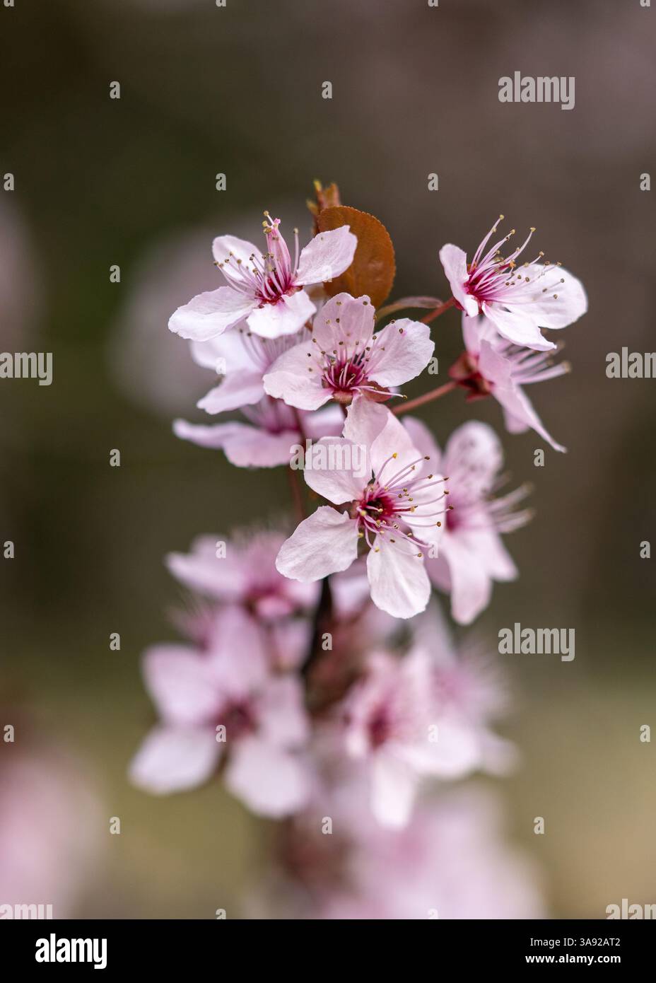 Cherry blossom sprig with delicate pink petals and leaves on soft ...