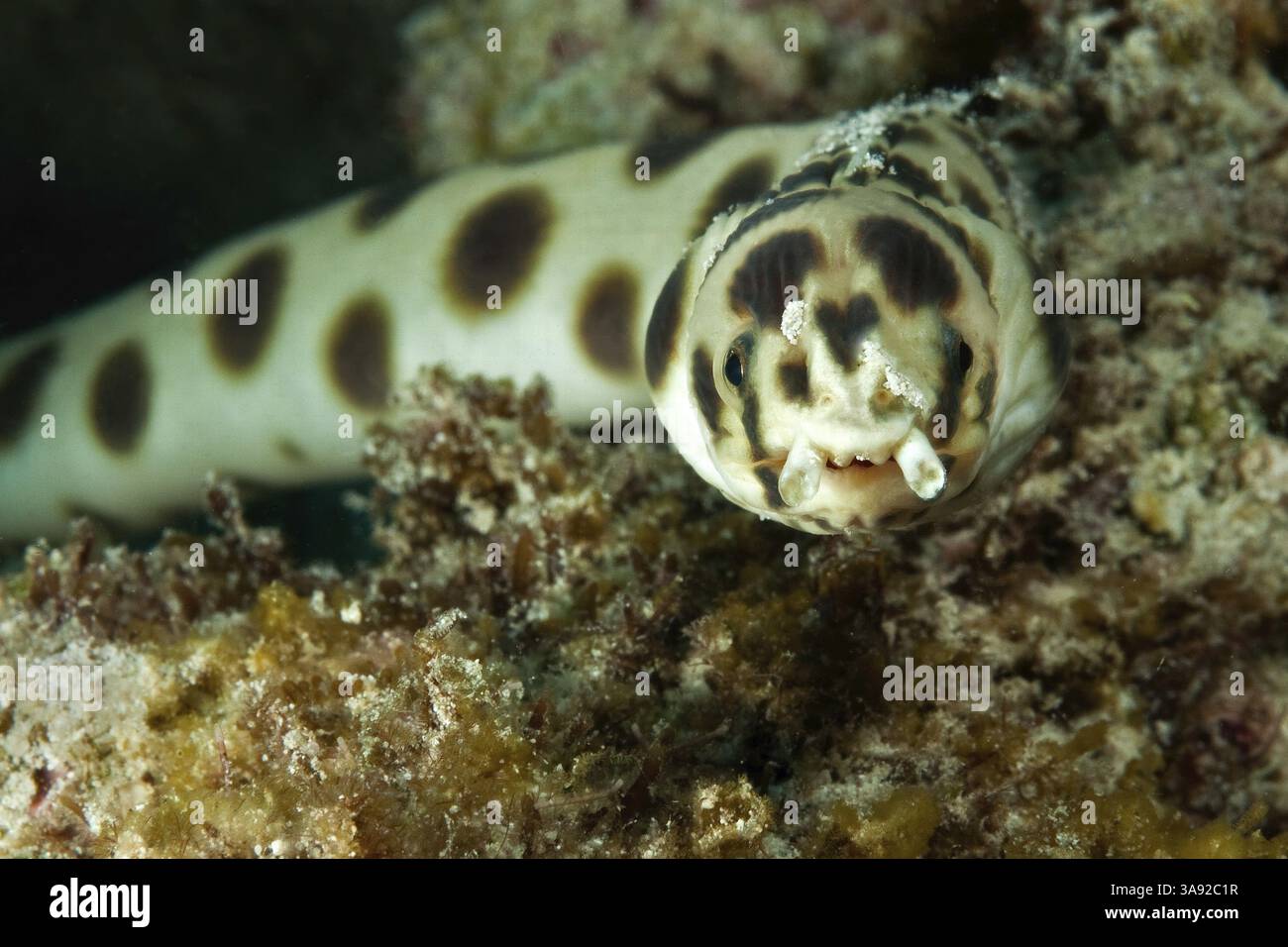 Close-up of head of spotted snake eel (Myrichthys maculosus) Spotted ...