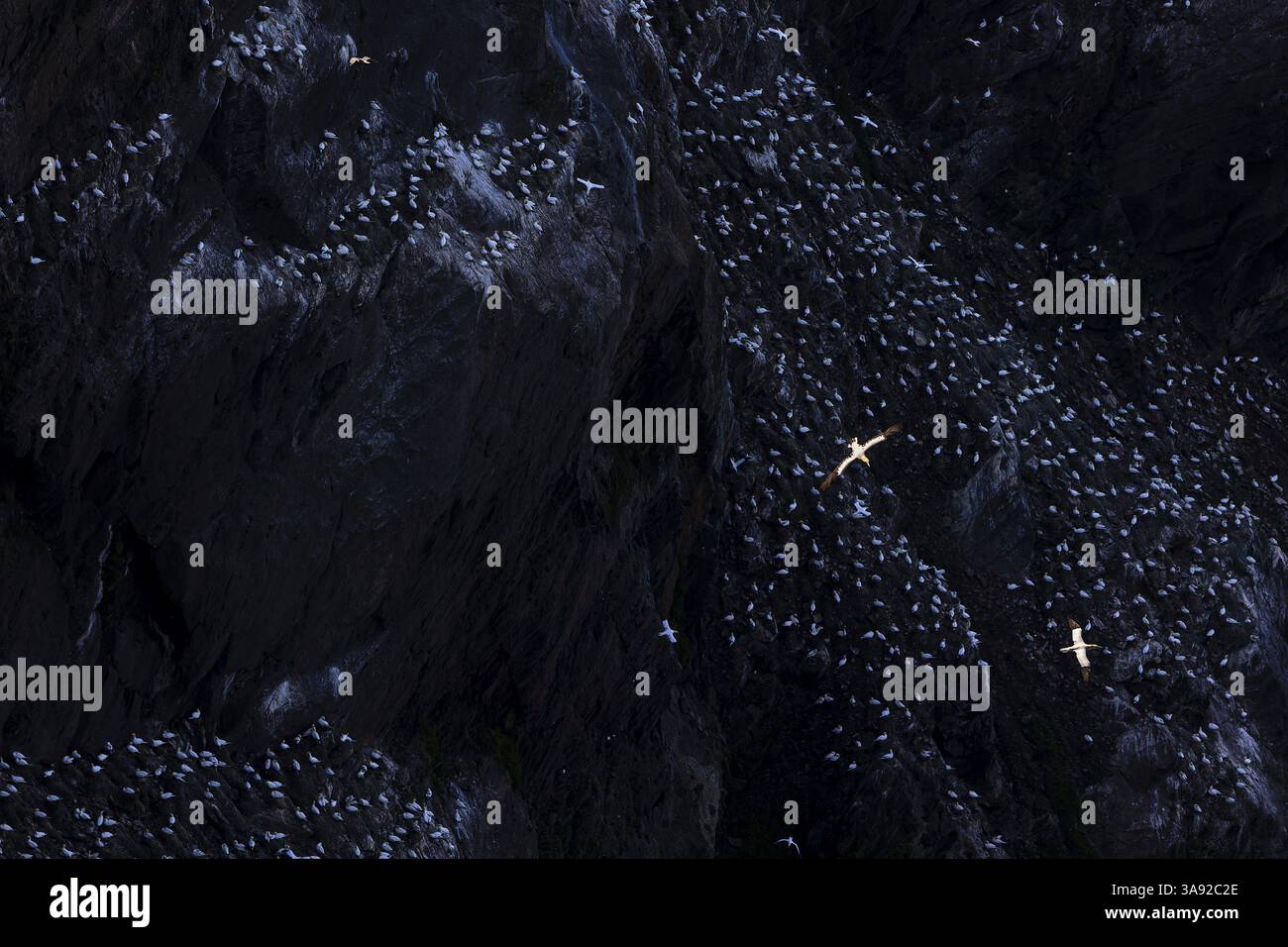 Northern gannet (Morus bassanus), flying birds above large breeding ...