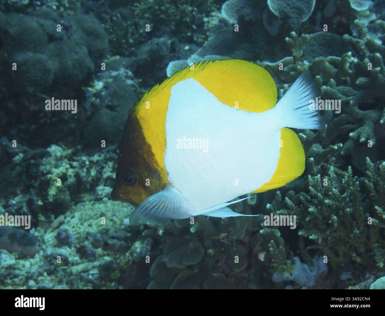 Yellow-white Pyramid butterflyfish (Hemitaurichthys polylepis) moving ...