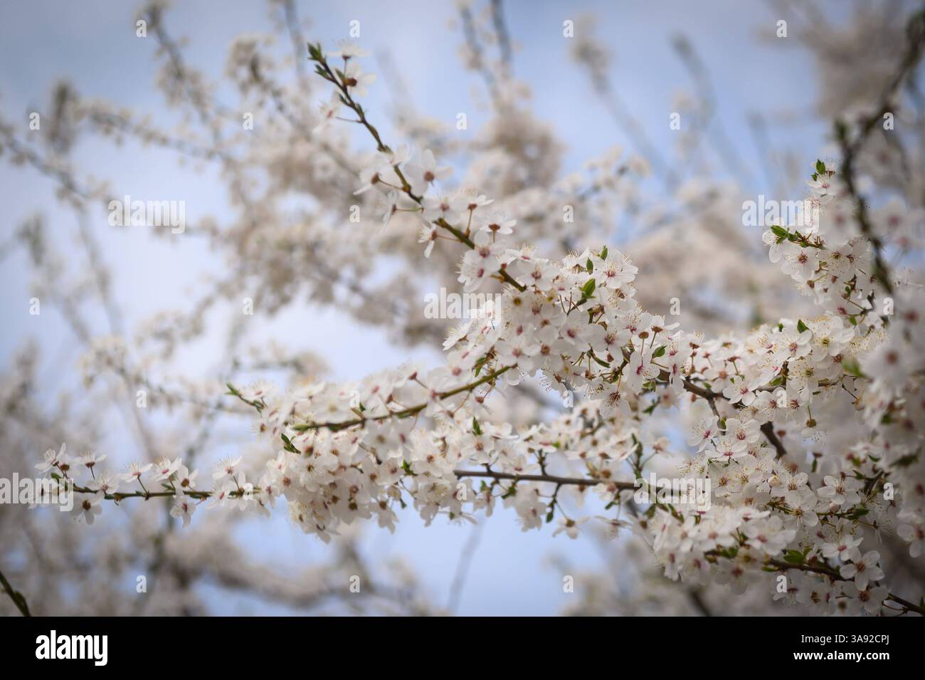 Berlin, blühender Baum Ein blühender Mirabellenbaum am 29.03.2025 in ...
