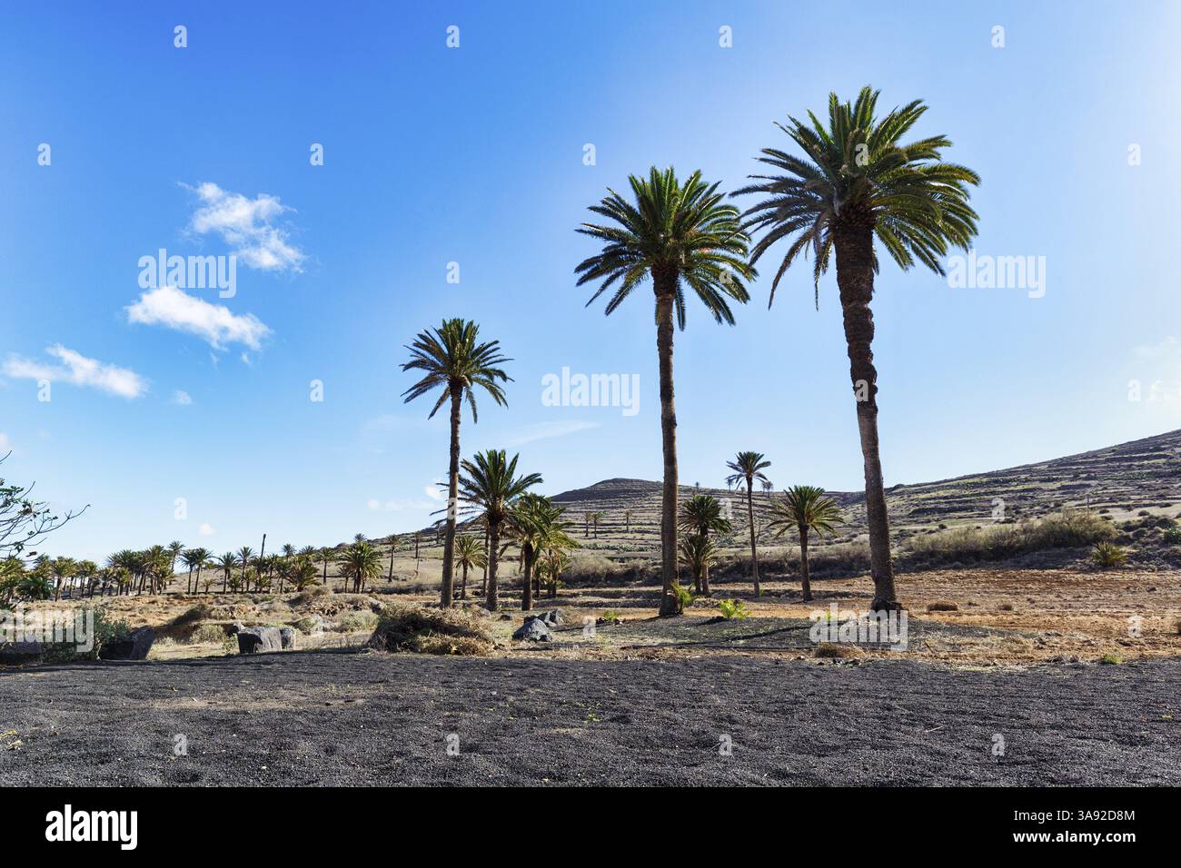Valley of a thousand palm trees, typical view of the valley and the ...