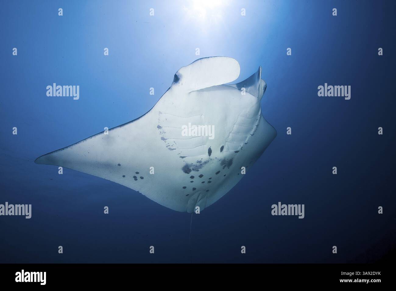 Backlit photograph of giant ray (manta ray) plankton eater swimming ...
