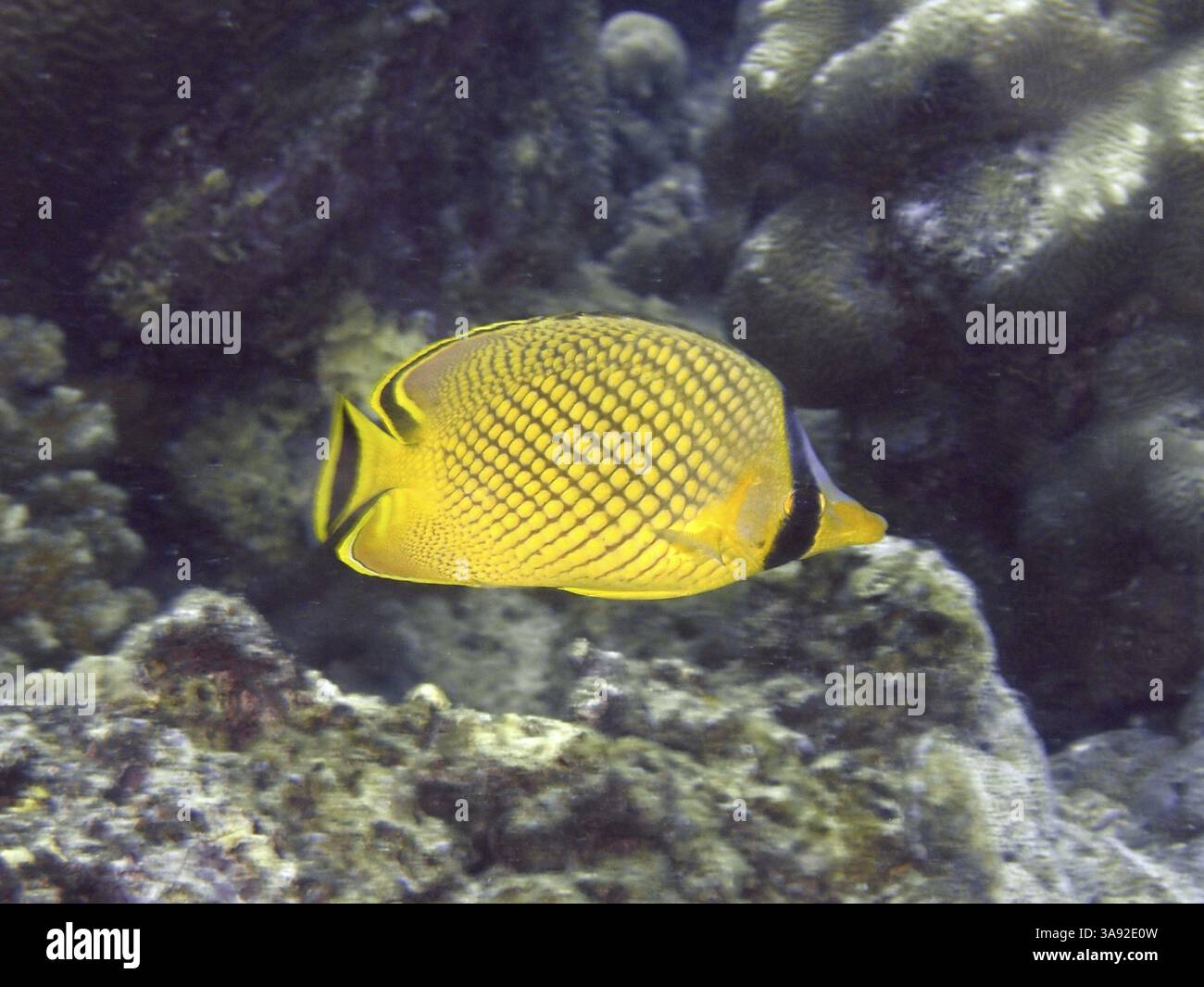 A yellow-black patterned fish, large scale butterflyfish (Chaetodon ...