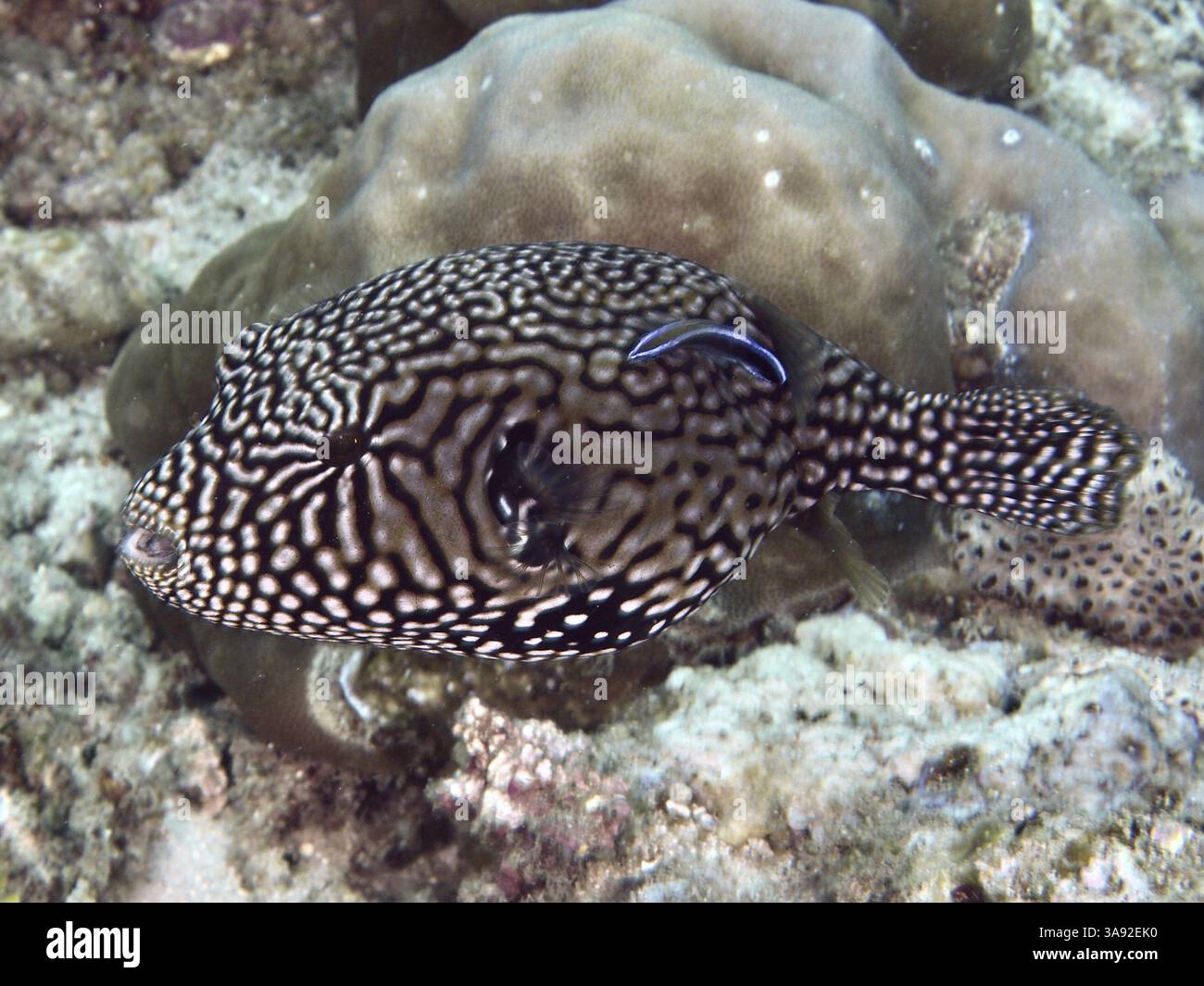 A fish with a striking black and white pattern, map pufferfish ...