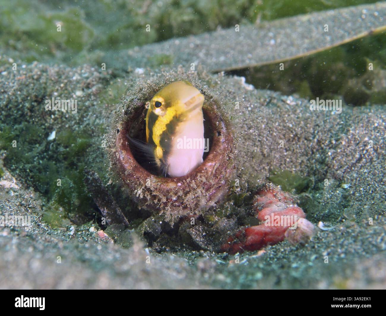 A fish with yellow markings, striped mimicry blenny (Petroscirtes ...