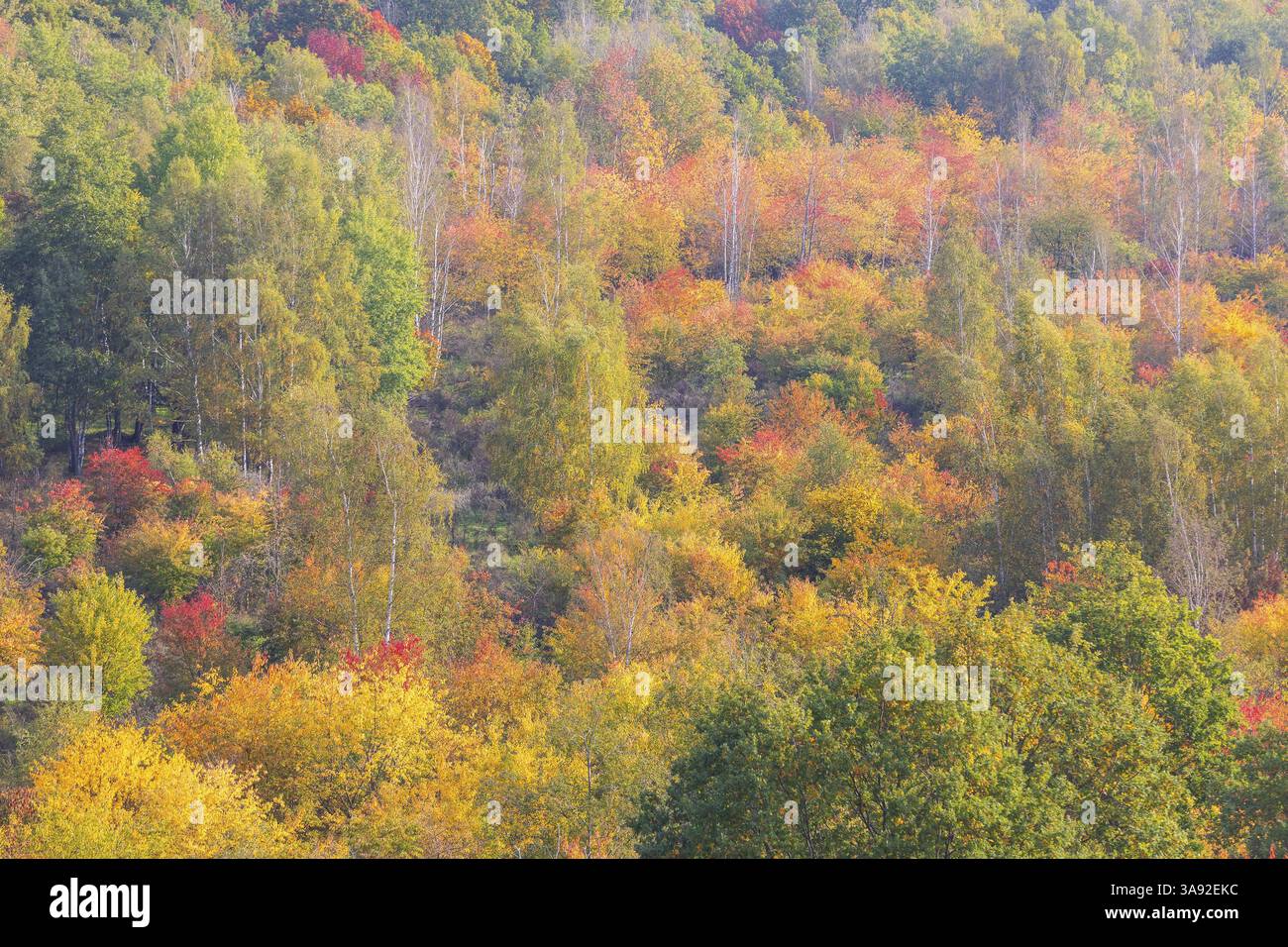 View from the Haselberg tower of deciduous trees with intense foliage ...