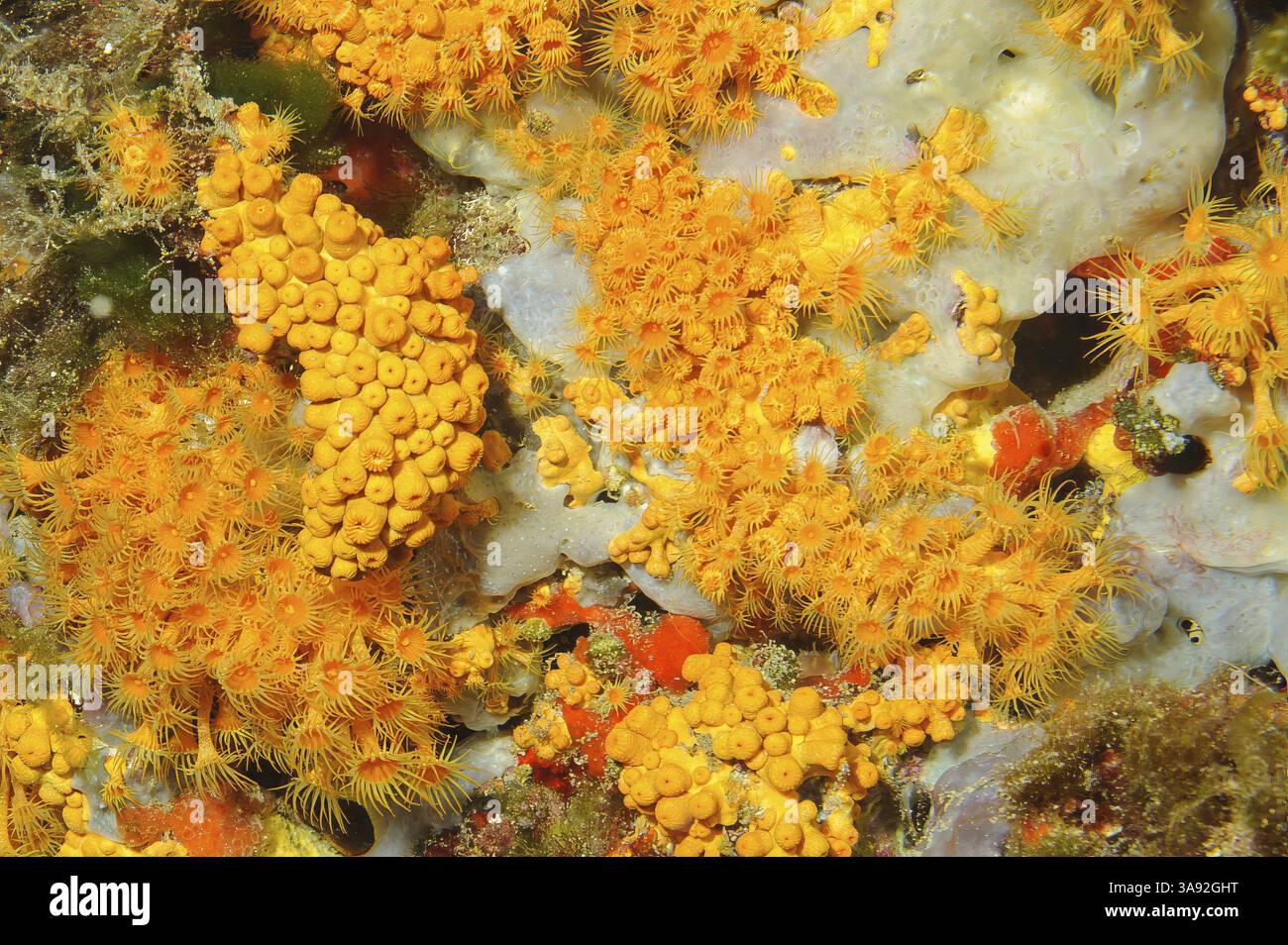 Colony of Yellow cluster anemone (Parazoanthus axinellae) bottom left ...
