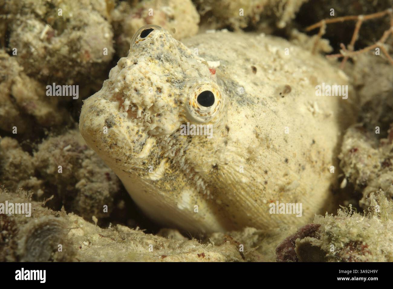 Extreme close-up of head of yellowish whitish crocodile snake eel ...