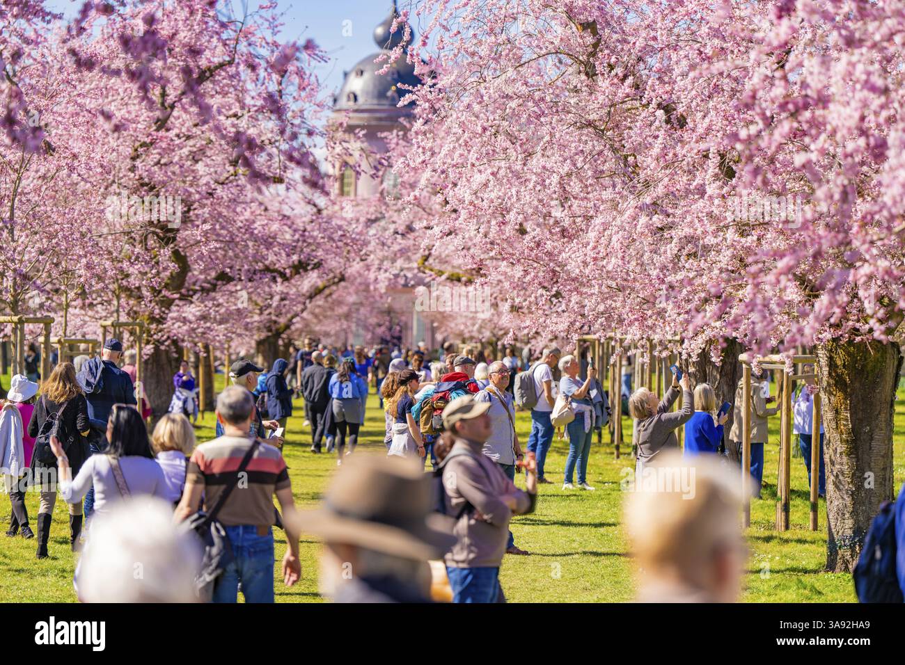 People walking under blossoming cherry trees along an avenue, cherry ...