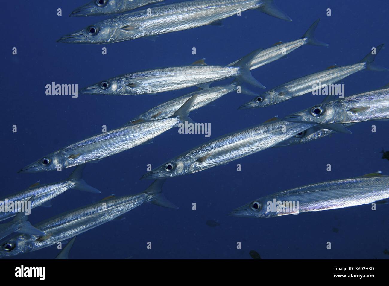 Big school barracudas in blue hi-res stock photography and images - Alamy