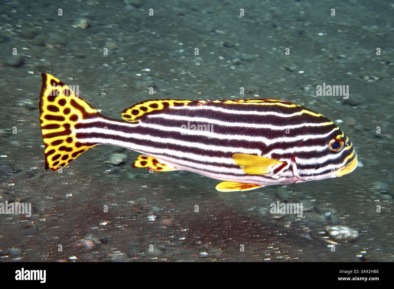 A black and yellow fish with stripes, Oriental sweetlips ...
