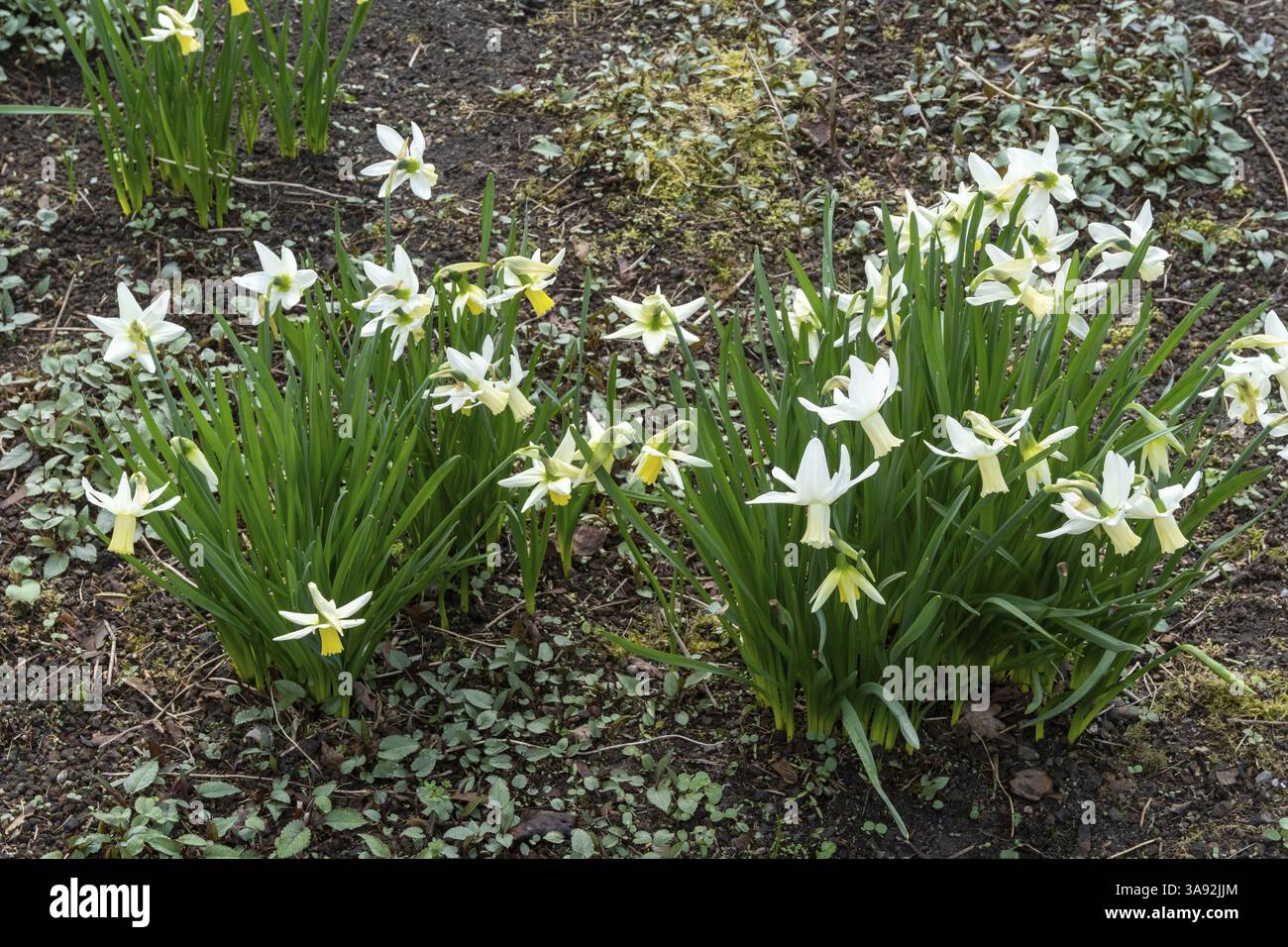 White daffodils with yellow cups blooming in a garden during springtime ...