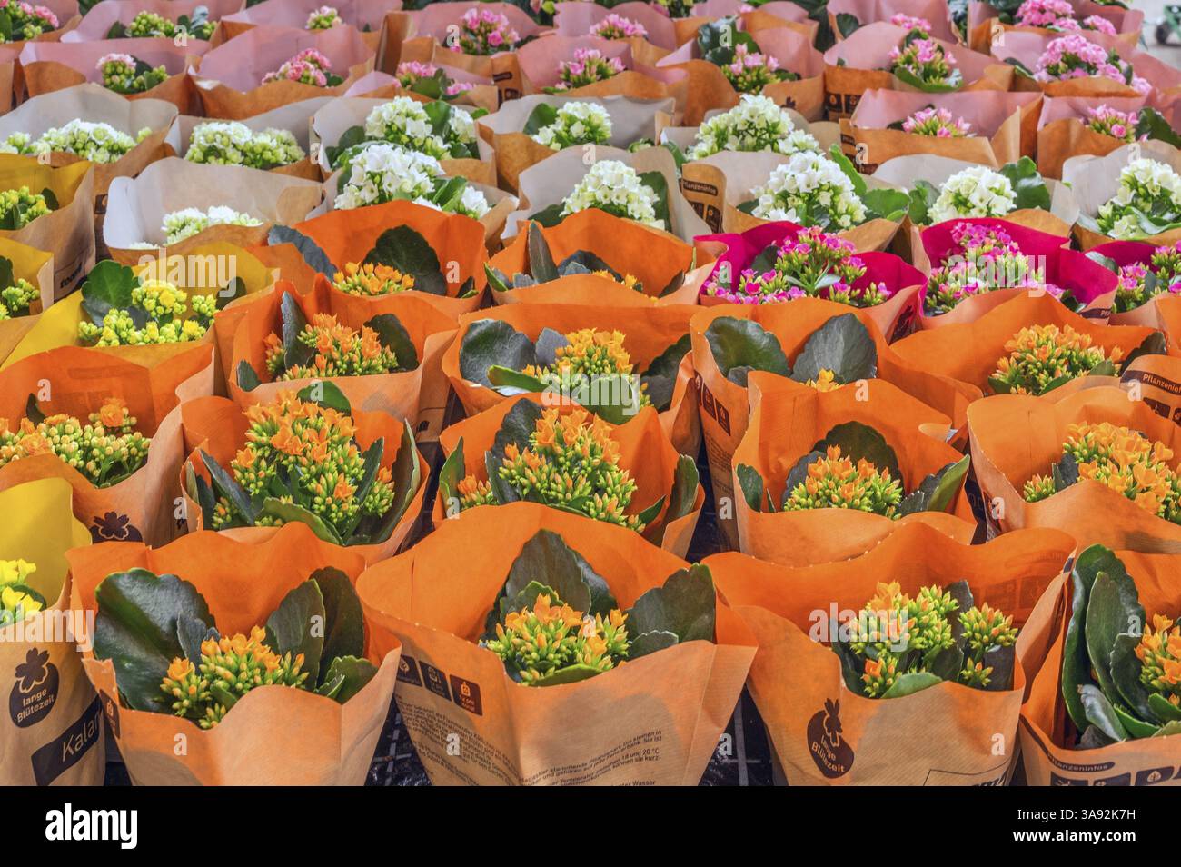 Kalanchoe is a genus of plants in the family Crassulaceae, in a DIY ...