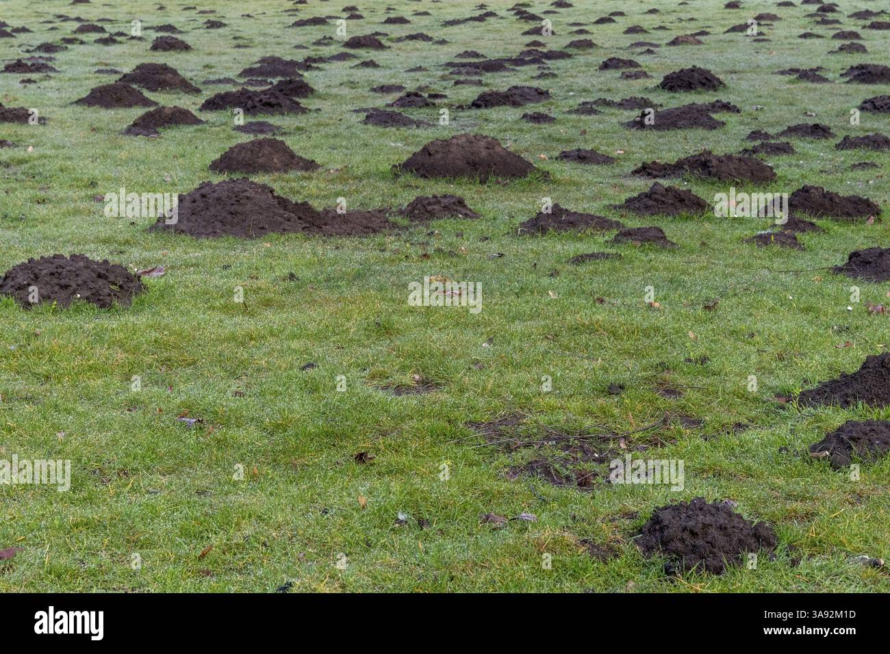 Numerous molehills dotting a vibrant green grass field, evidence of ...