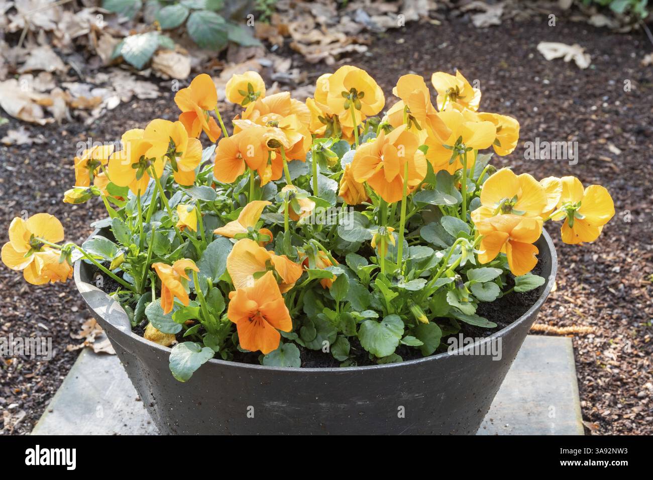 Beautiful orange pansies thriving in a pot, adding a splash of color to ...