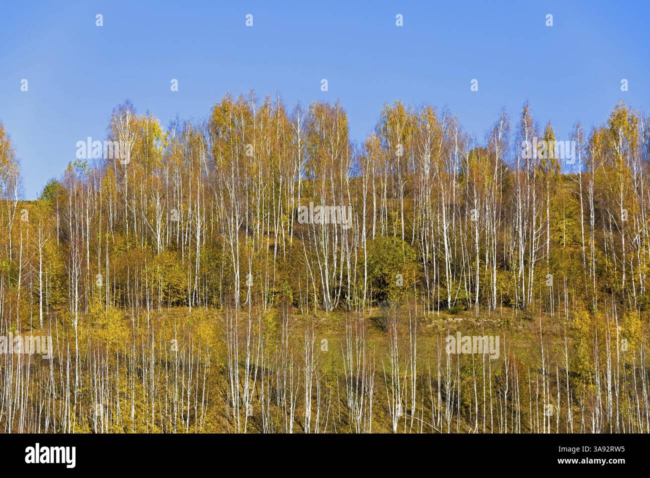 Birch trees on slopes hi-res stock photography and images - Alamy