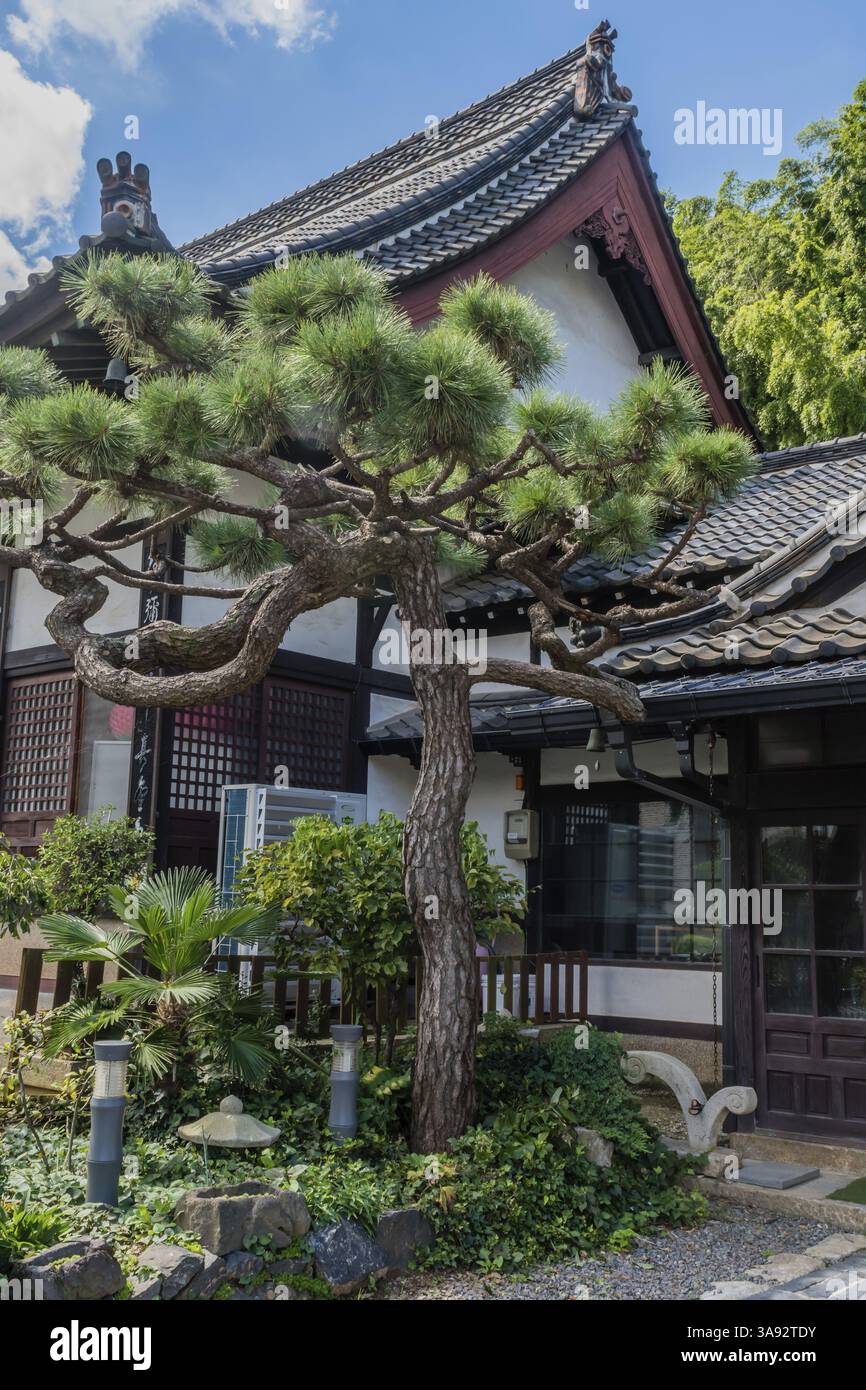 Geumsan, South Korea, September 12, 2020: Manicured evergreen tree in ...