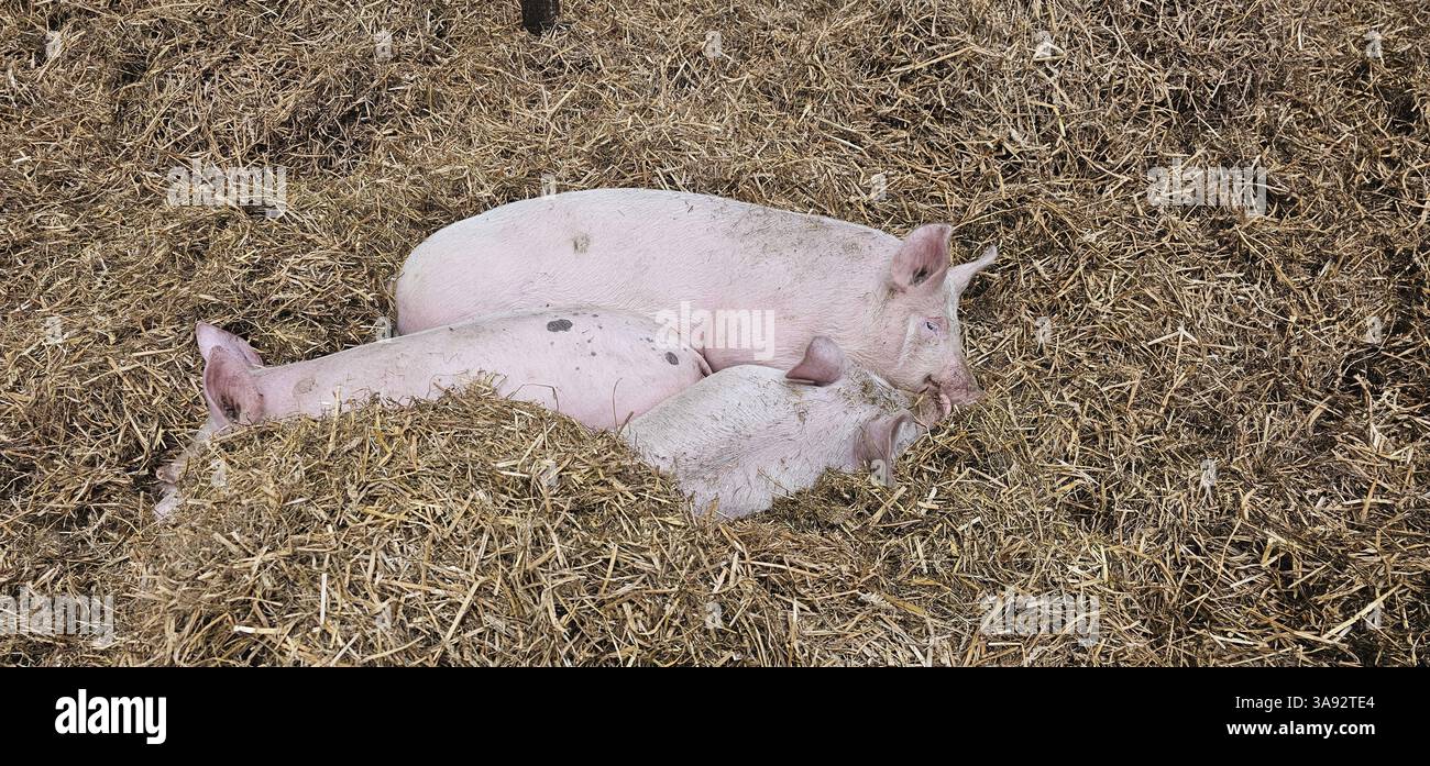 Sleeping organic pigs in the straw Stock Photo - Alamy