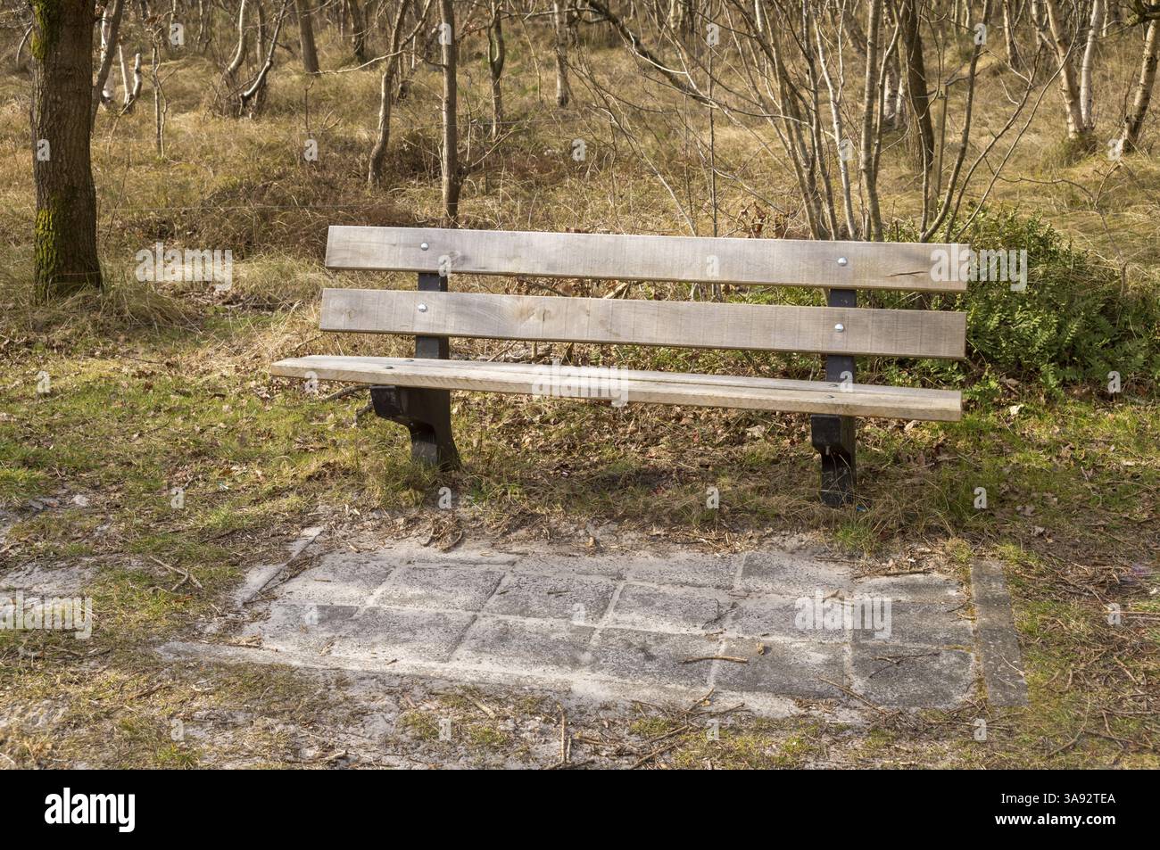 Empty wooden bench rests on a paved area in a tranquil forest setting ...