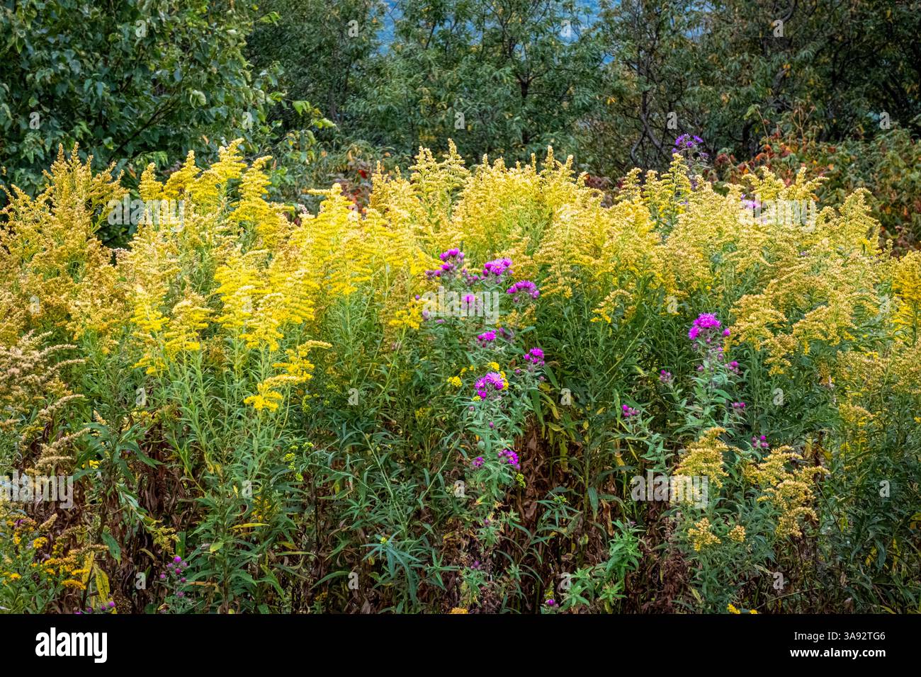 A view from Mt Greylock in Western Mass Stock Photo - Alamy