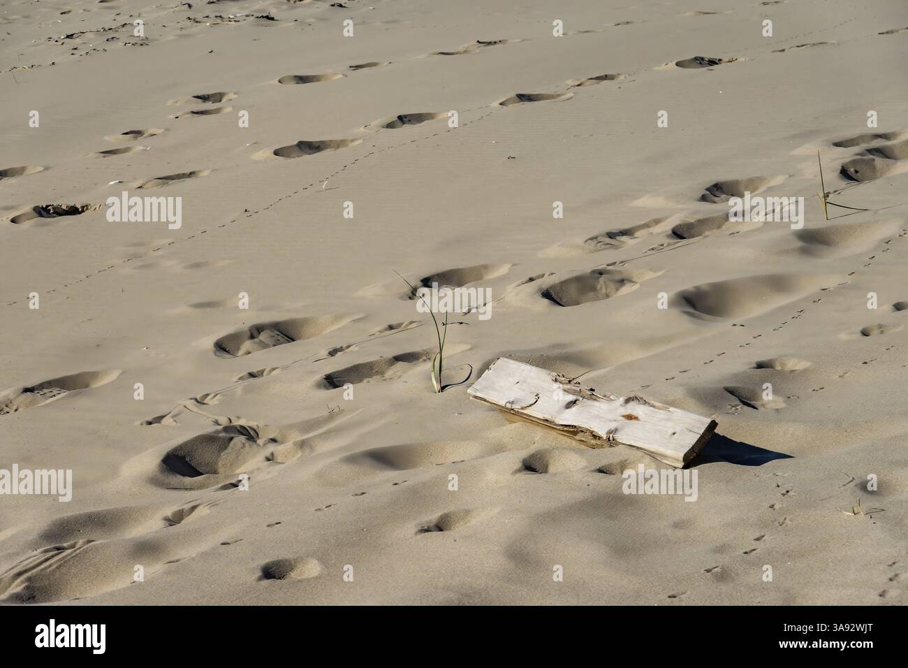 Footprints in the sand lead towards a piece of driftwood and a small ...