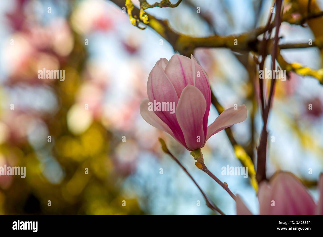 Ein Magnolienbaum blüht zum Frühlingsanfang in einem Garten in Köln ...