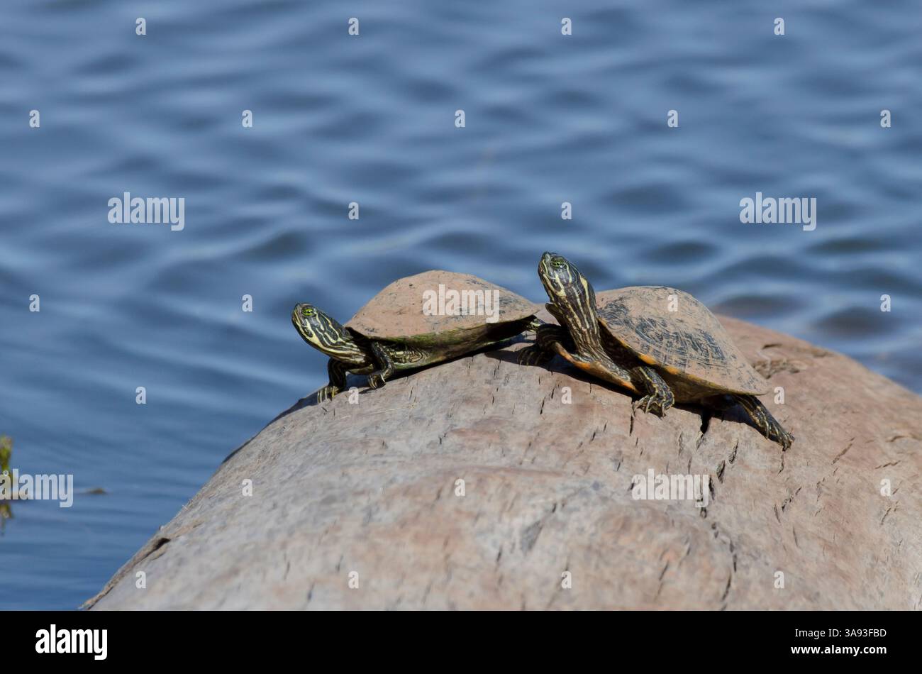 Eastern River Cooters, Pseudemys concinna concinna, basking Stock Photo ...