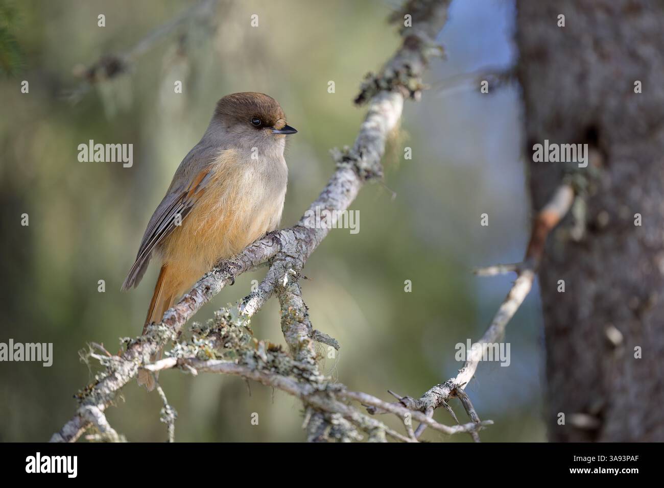 Siberian jay (Perisoreus infaustus) in forest Stock Photo - Alamy