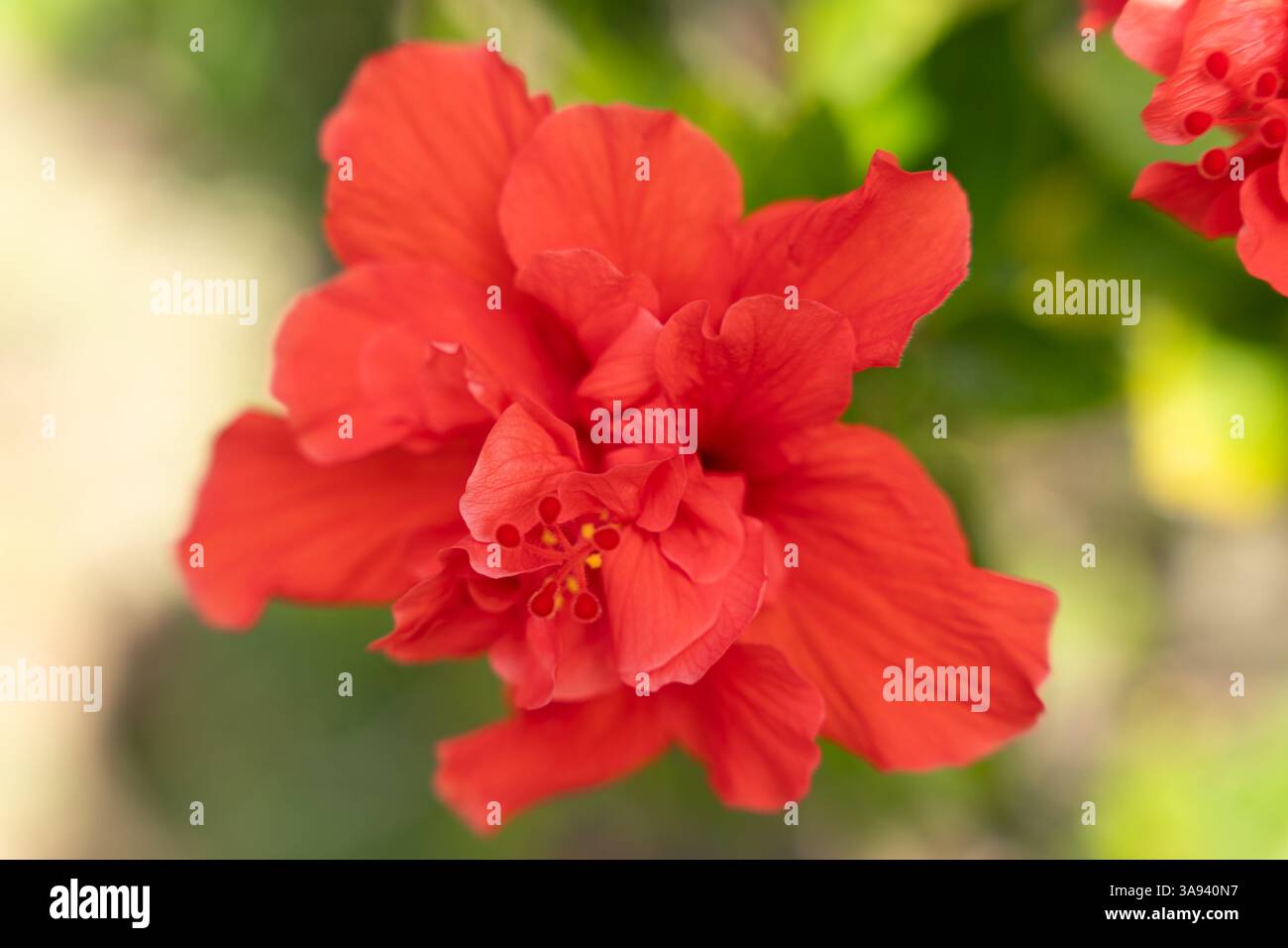 Double Red Hibiscus Flower in Bloom Stock Photo - Alamy