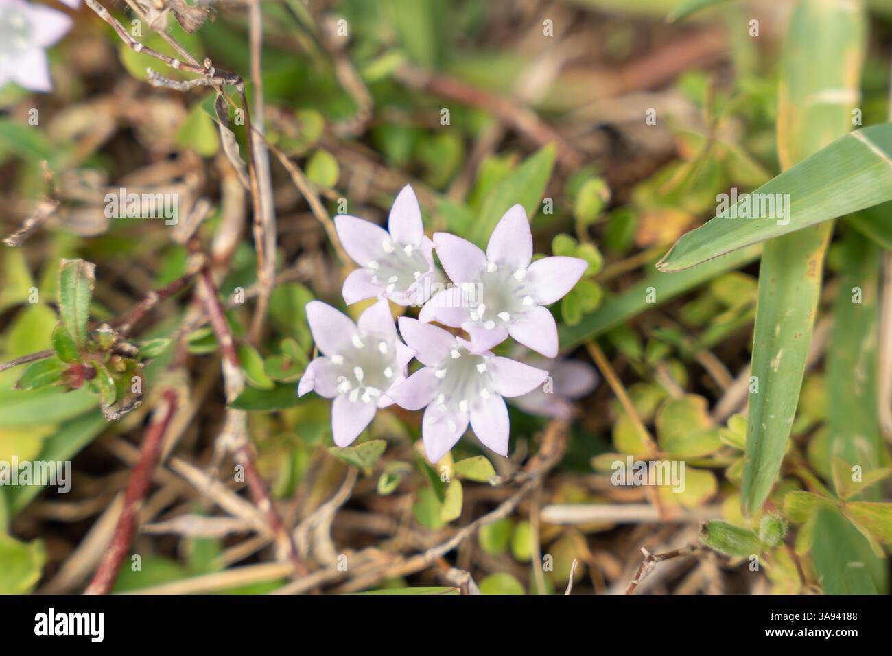 Tiny Pale Purple Wildflowers Growing in Grass Stock Photo - Alamy