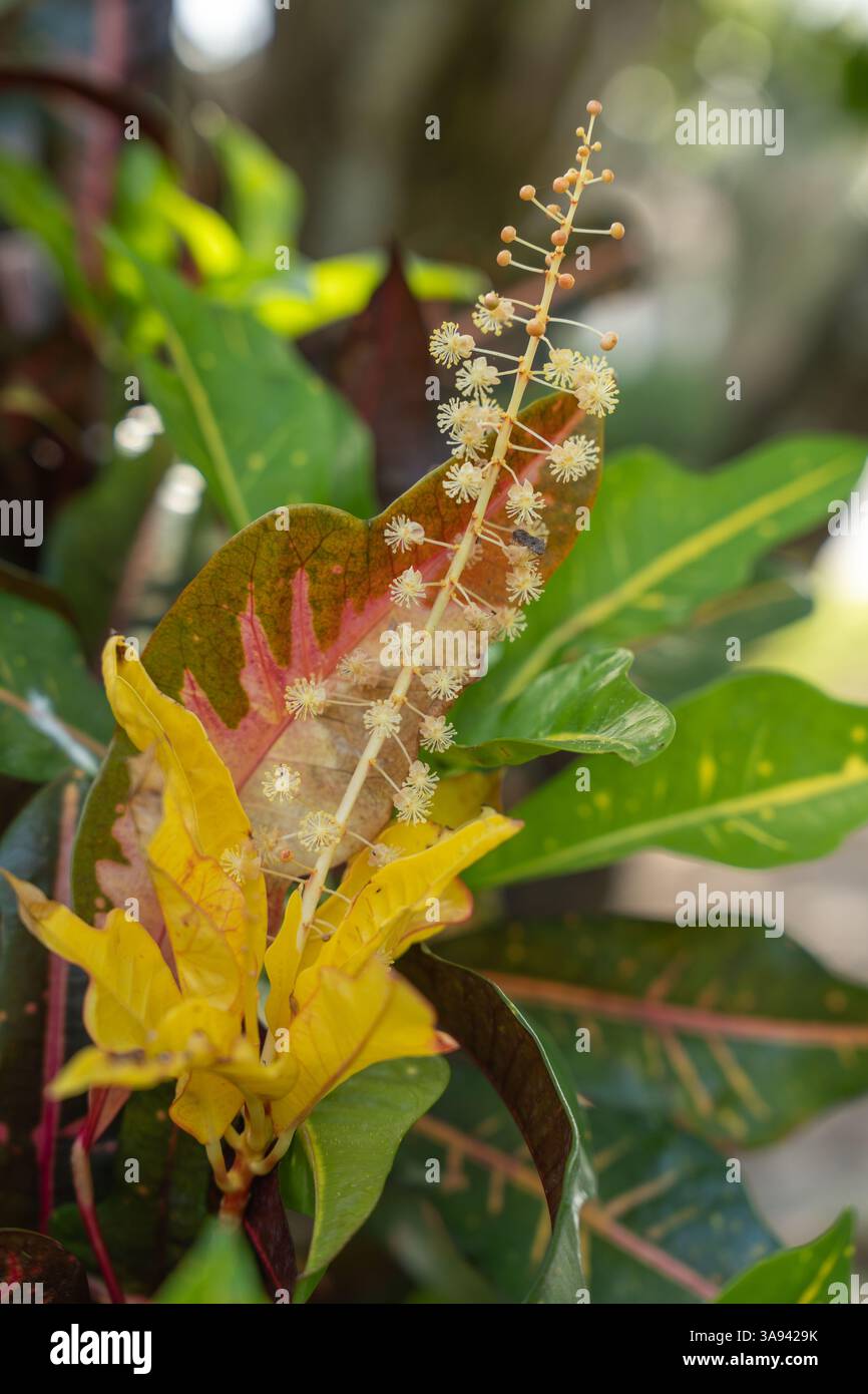 Flowering Croton Plant with Bright Leaves and Unique Bloom Stock Photo ...