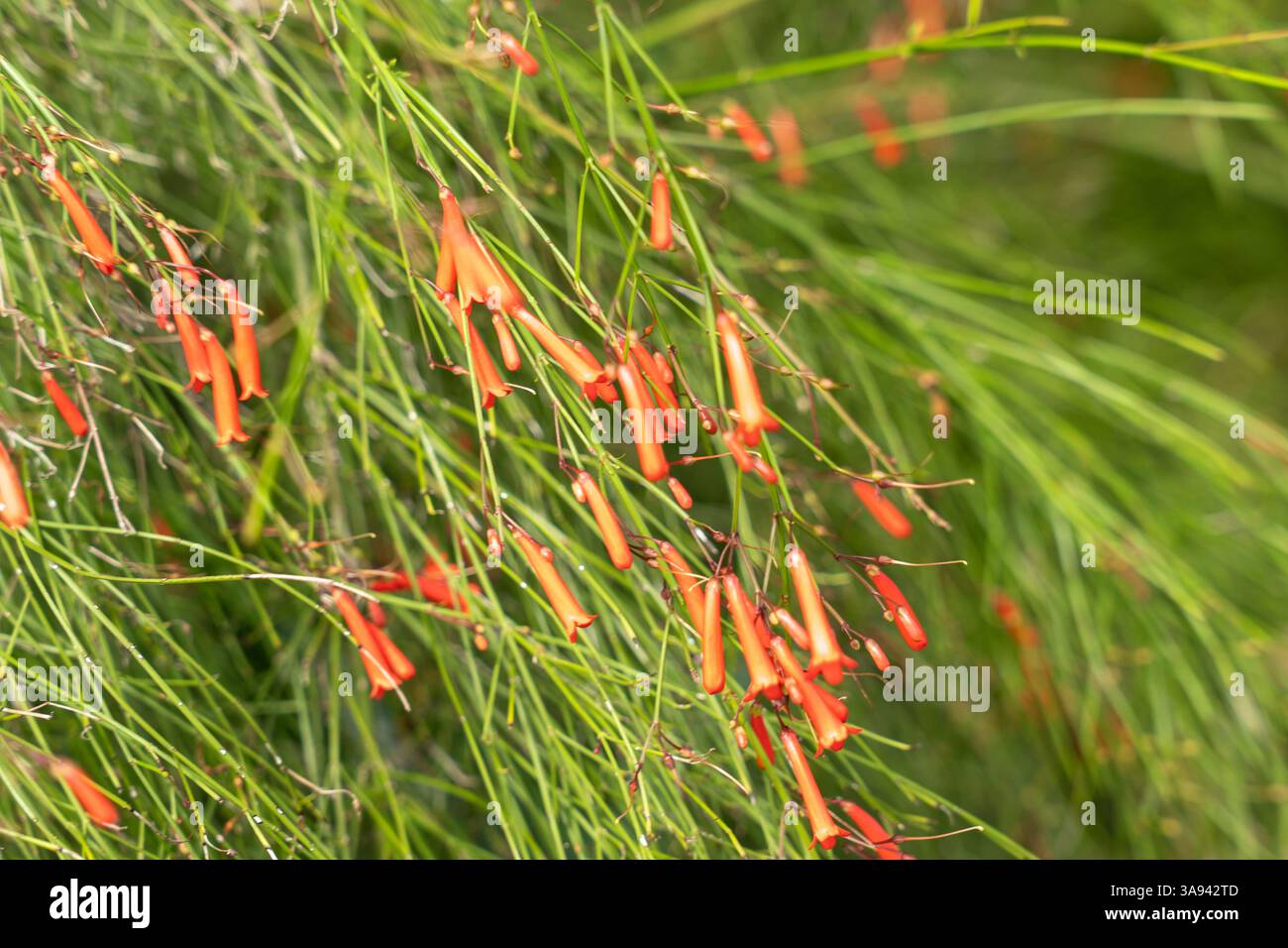 Firecracker Plant with Orange Tubular Flowers Stock Photo - Alamy