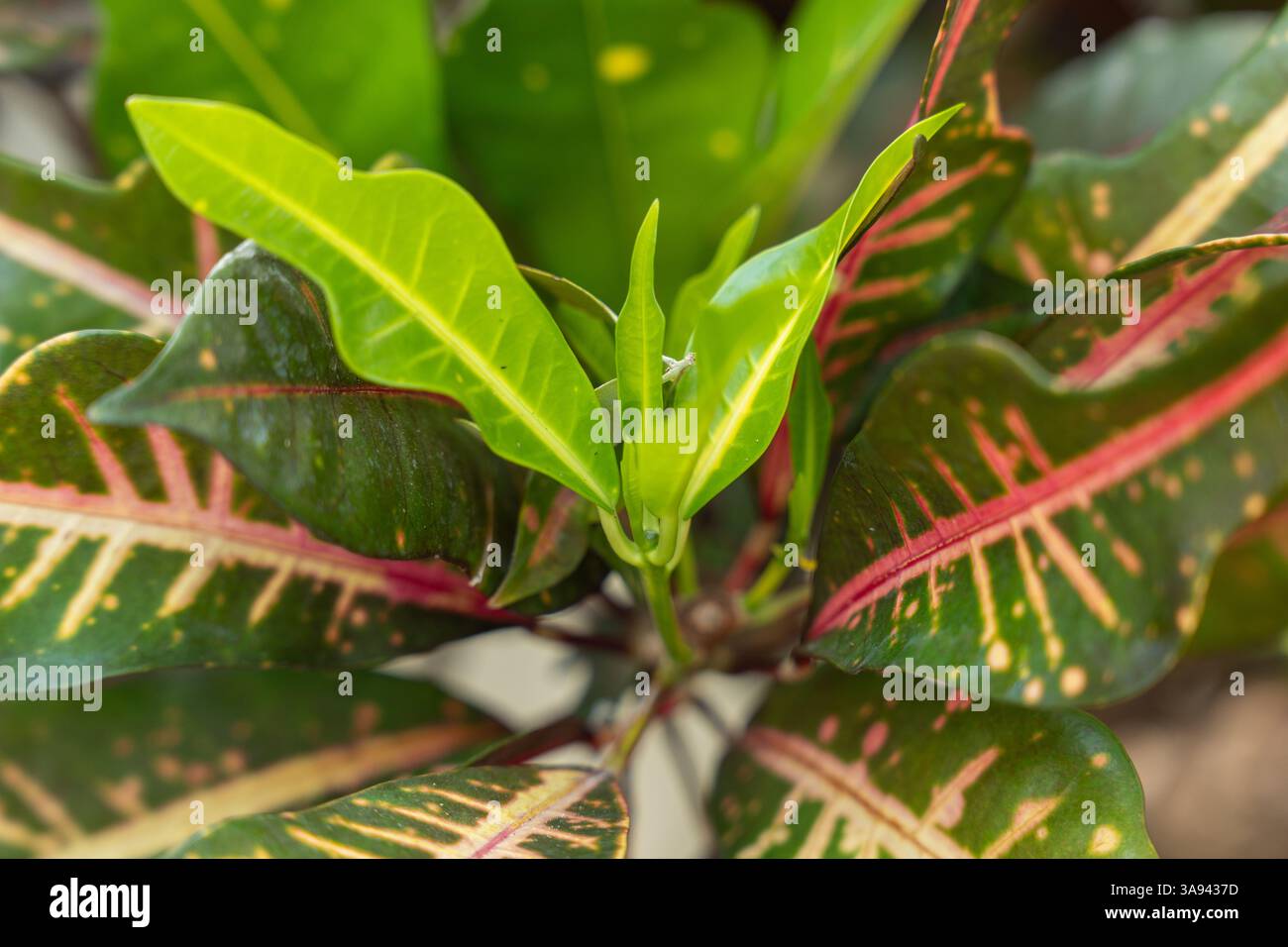 Crotonpetra hi-res stock photography and images - Alamy