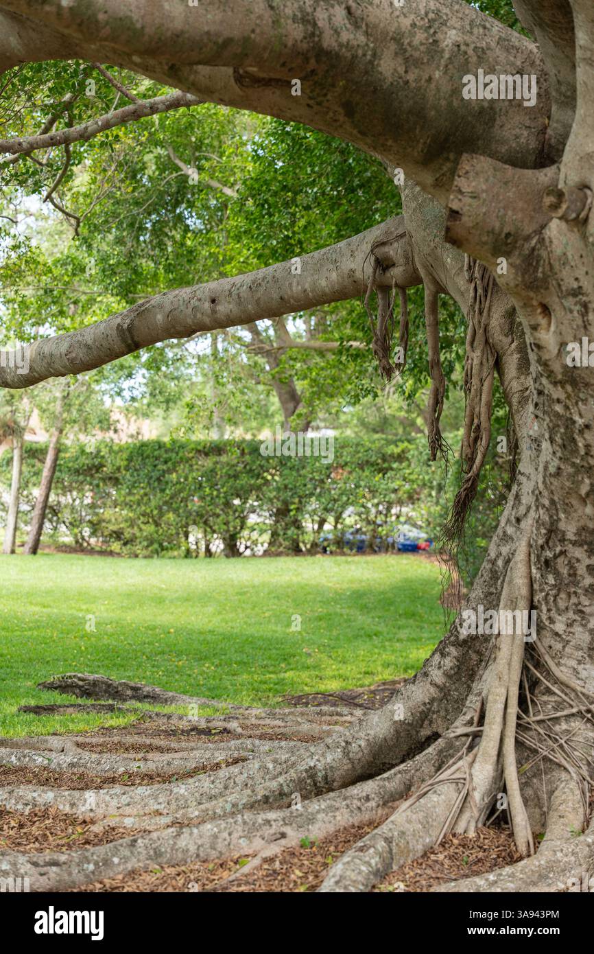 Large Tree with Spreading Roots and Branches Stock Photo - Alamy