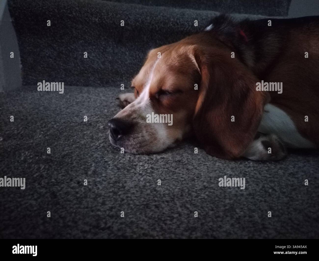 Beagle Portrait of Dog, Dog Laying Down Asleep Stock Photo - Alamy