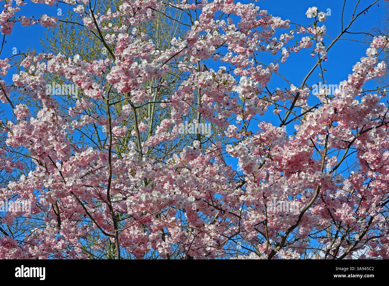 Zierformen der Kirsche Leuchtende Blüten der Japanischen Blütenkirsche ...